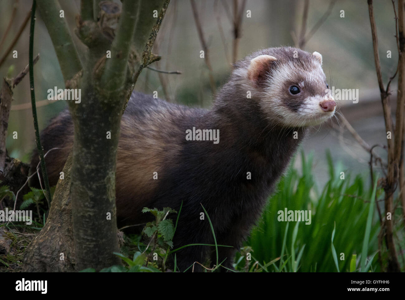 Polecat animal hi-res stock photography and images - Alamy