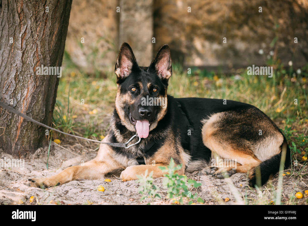 Staring Eyes Purebred Short-Haired German Shepherd Adult Dog Or ...