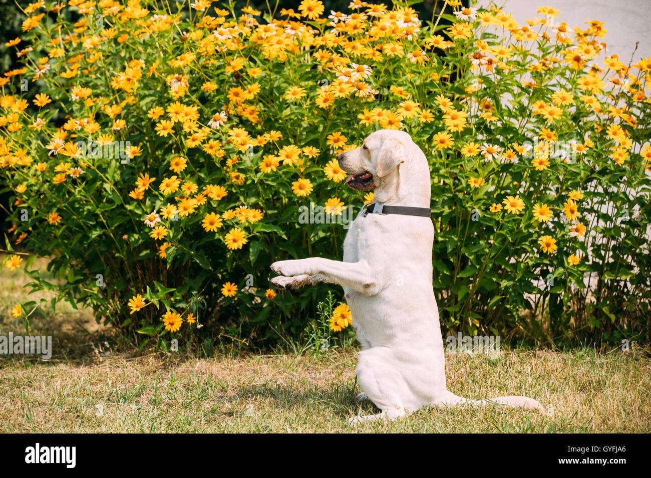 Adult in water on its hind legs hi-res stock photography and images - Alamy