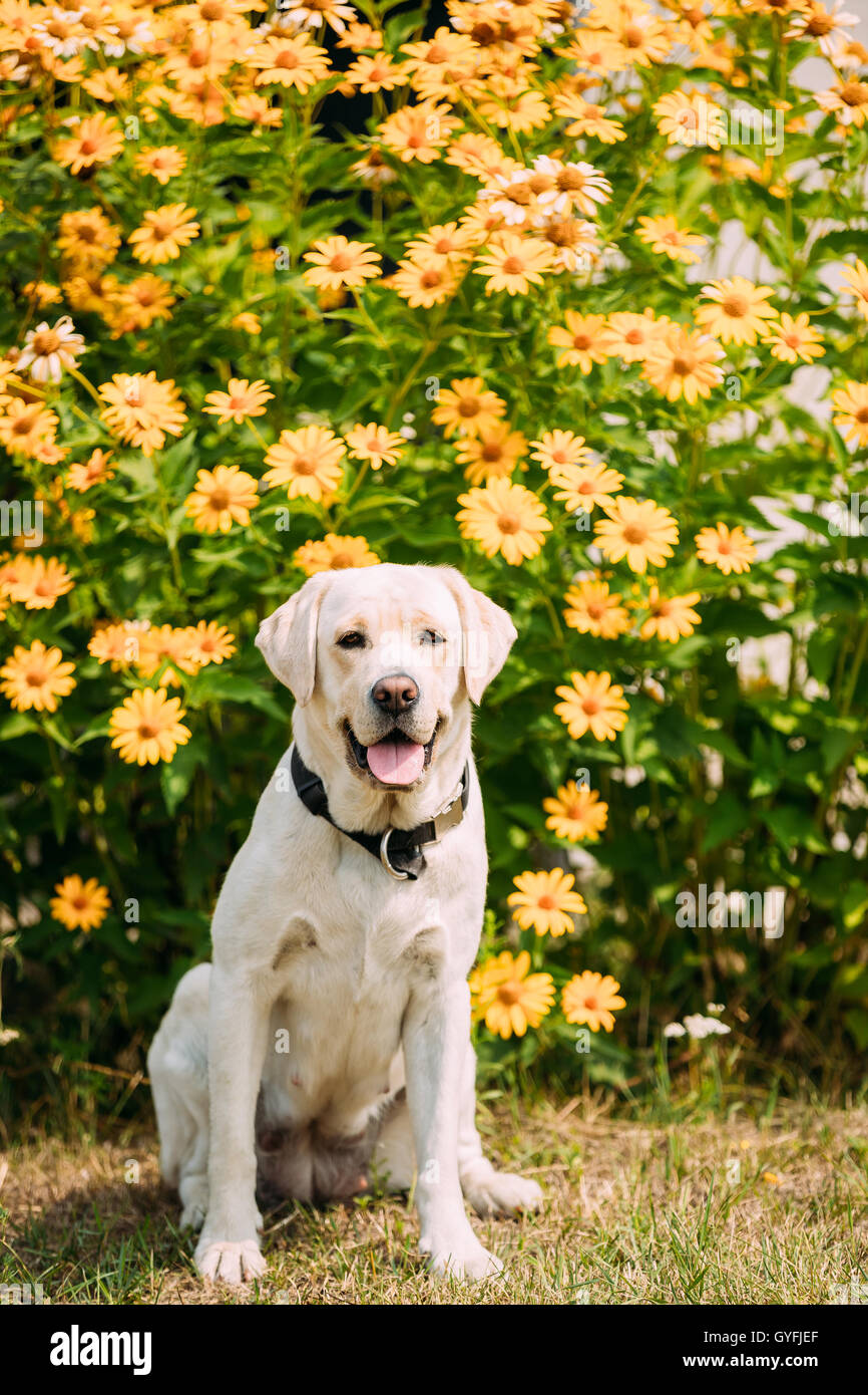 Adult yellow lab hi-res stock photography and images - Alamy