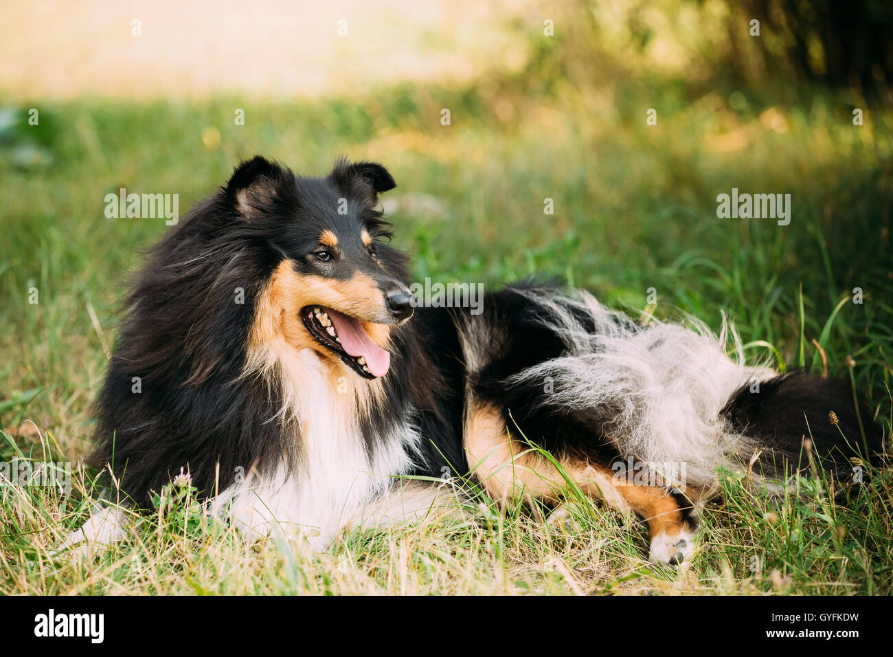 Staring To Camera Tricolor Rough Collie, Scottish Collie, Long-Haired ...