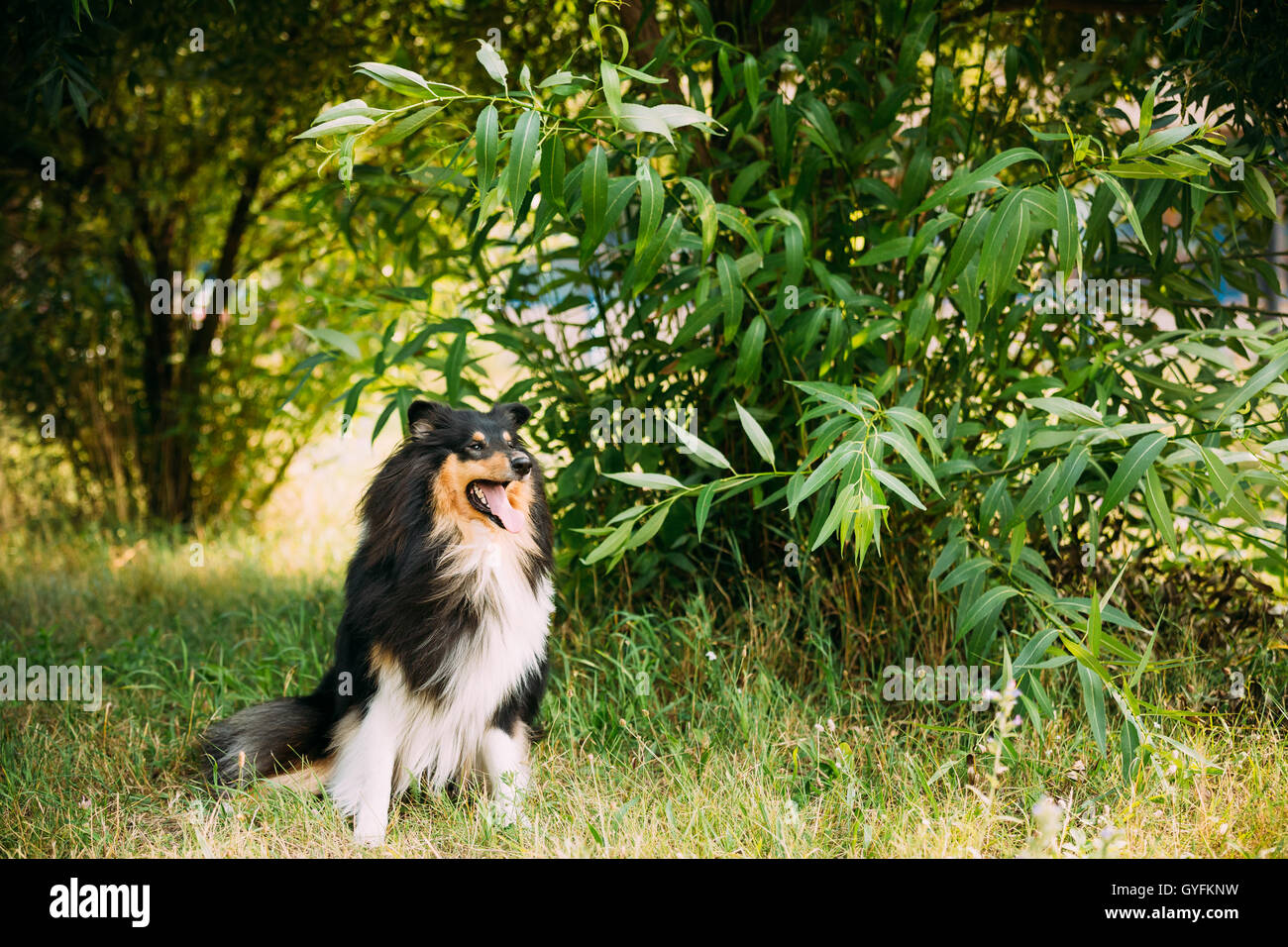 Staring To Camera Tricolor Rough Collie, Scottish Collie, Long-Haired ...
