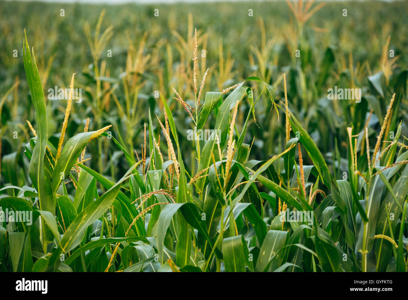Close View Of Growing Up Young Stalk's Tops Of Corn Maize Plant On The ...