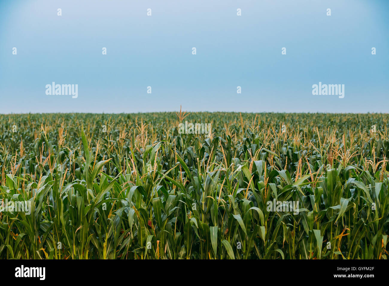 Maize plantation hi-res stock photography and images - Alamy