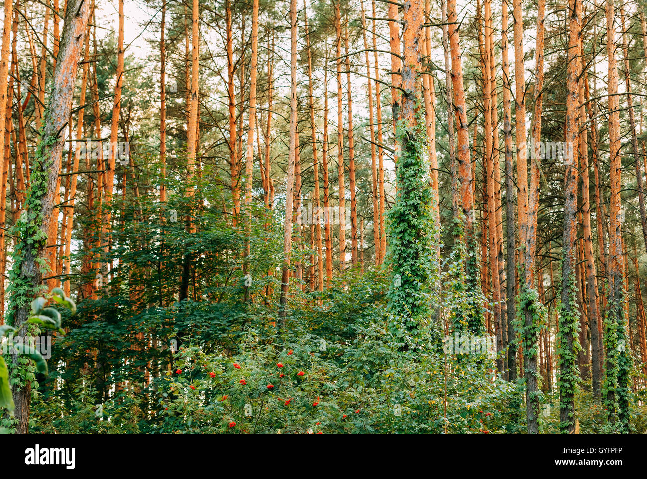 The Dense Summer Pinewood, The Forest With Tall Thin Pines, Enlaced By Wild Ivy And Thick ...