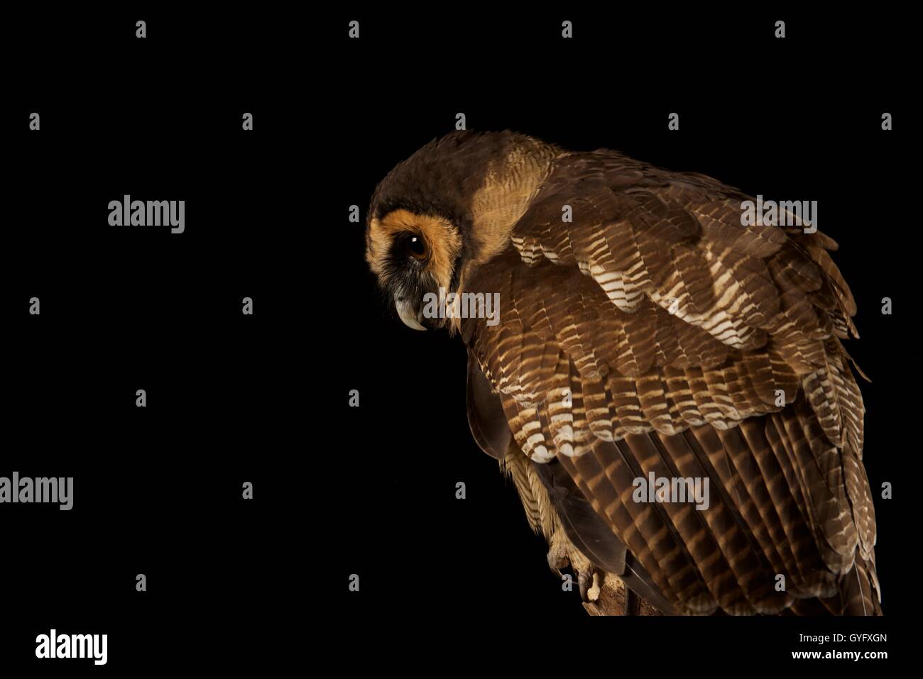 Side view of striped owl Stock Photo - Alamy