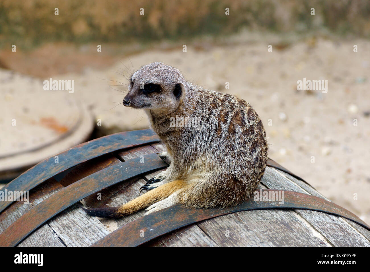 Sergei meerkat hi-res stock photography and images - Alamy