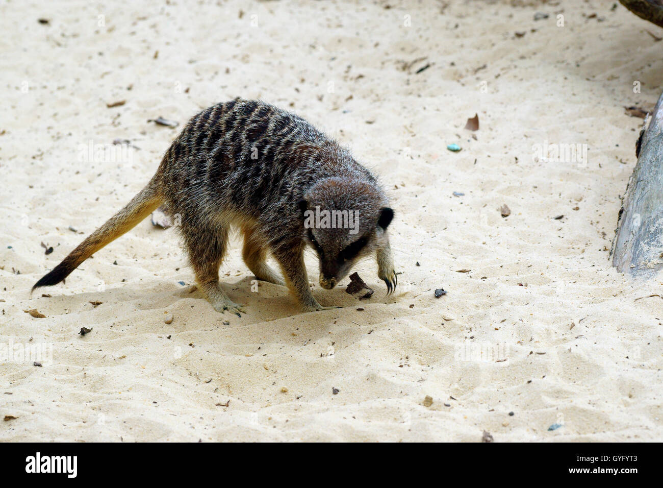 Sergei meerkat hi-res stock photography and images - Alamy