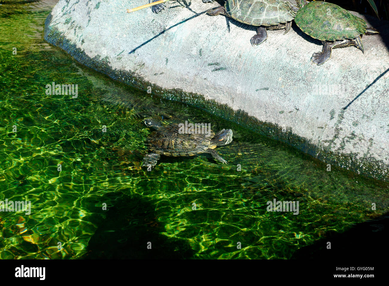 Mexican spotted terrapin hi-res stock photography and images - Alamy