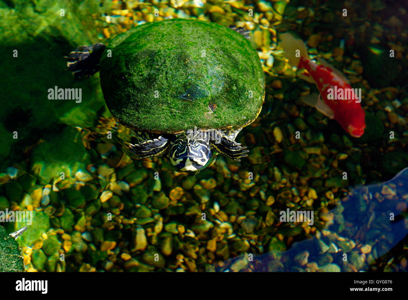 TERRAPIN SWIMMING WITH FISH Stock Photo - Alamy