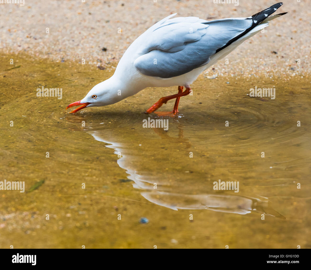 Seagull Food Stock Photos & Seagull Food Stock Images - Alamy
