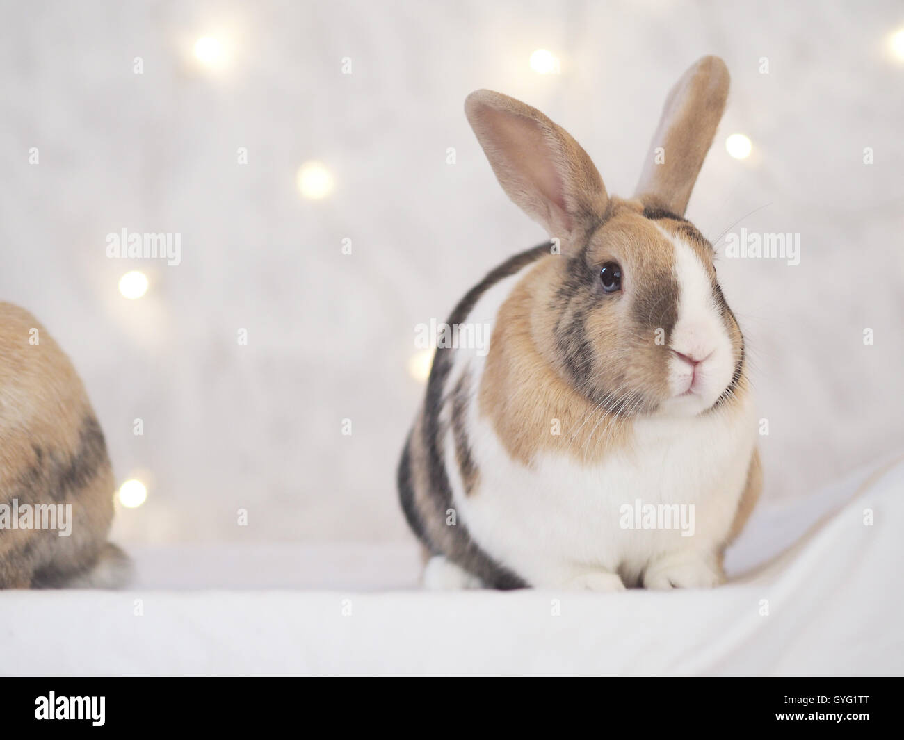 Dark Brown And White Bunnies