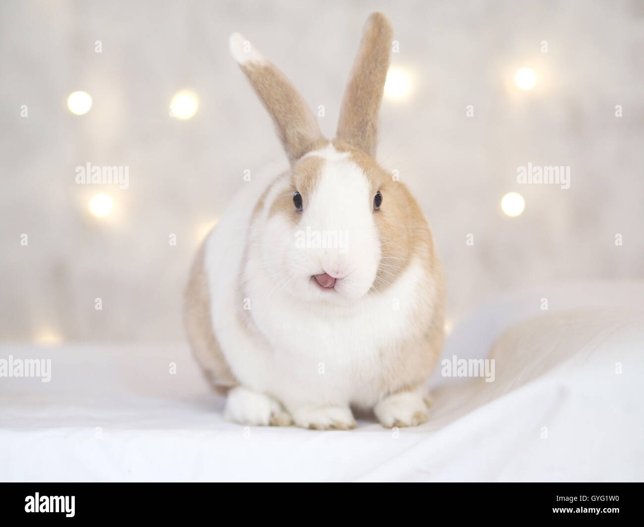 Dutch Rabbits Colors