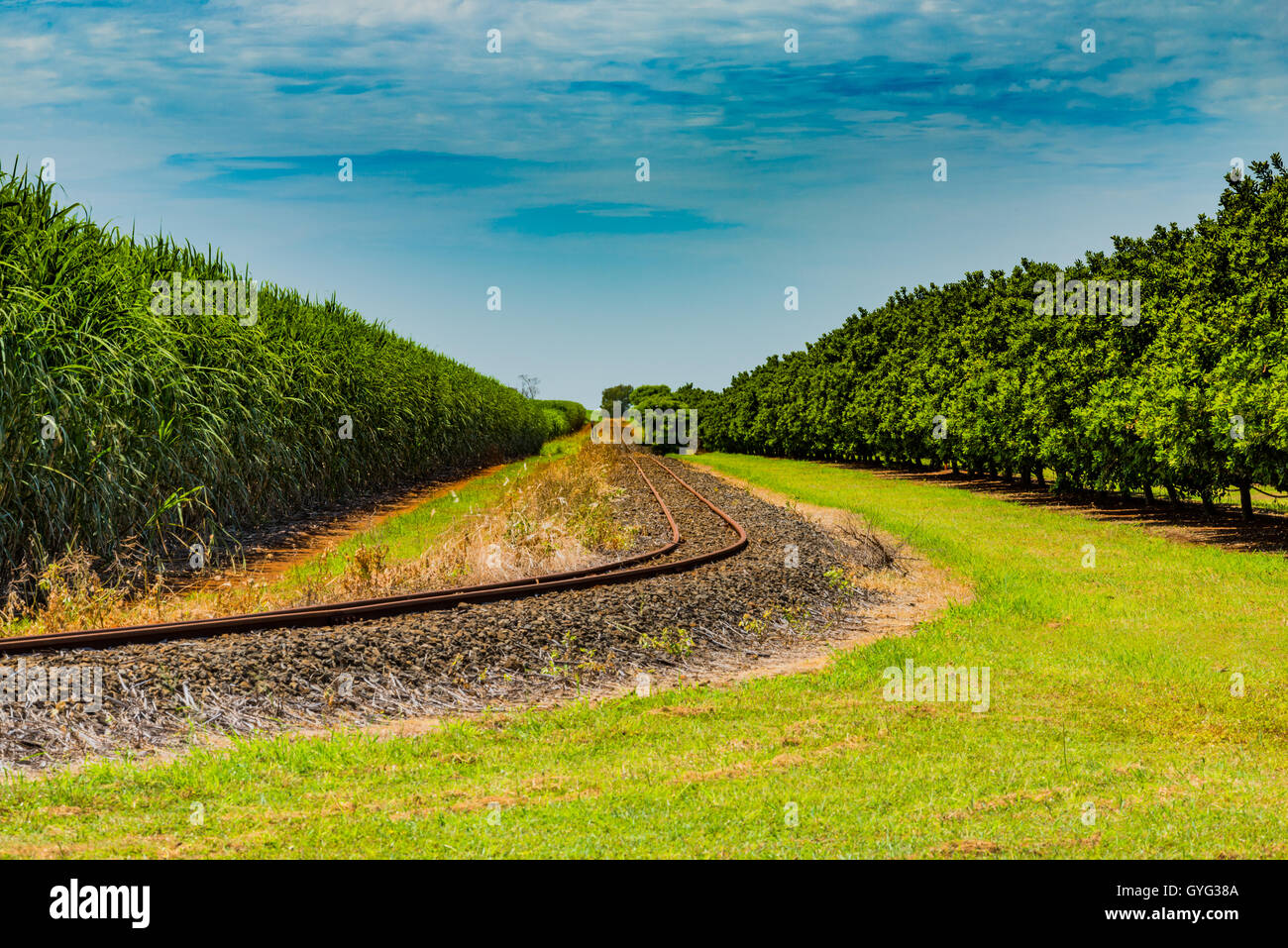 Railroad track passing through fields of Sugar cane and Macadamia trees ...