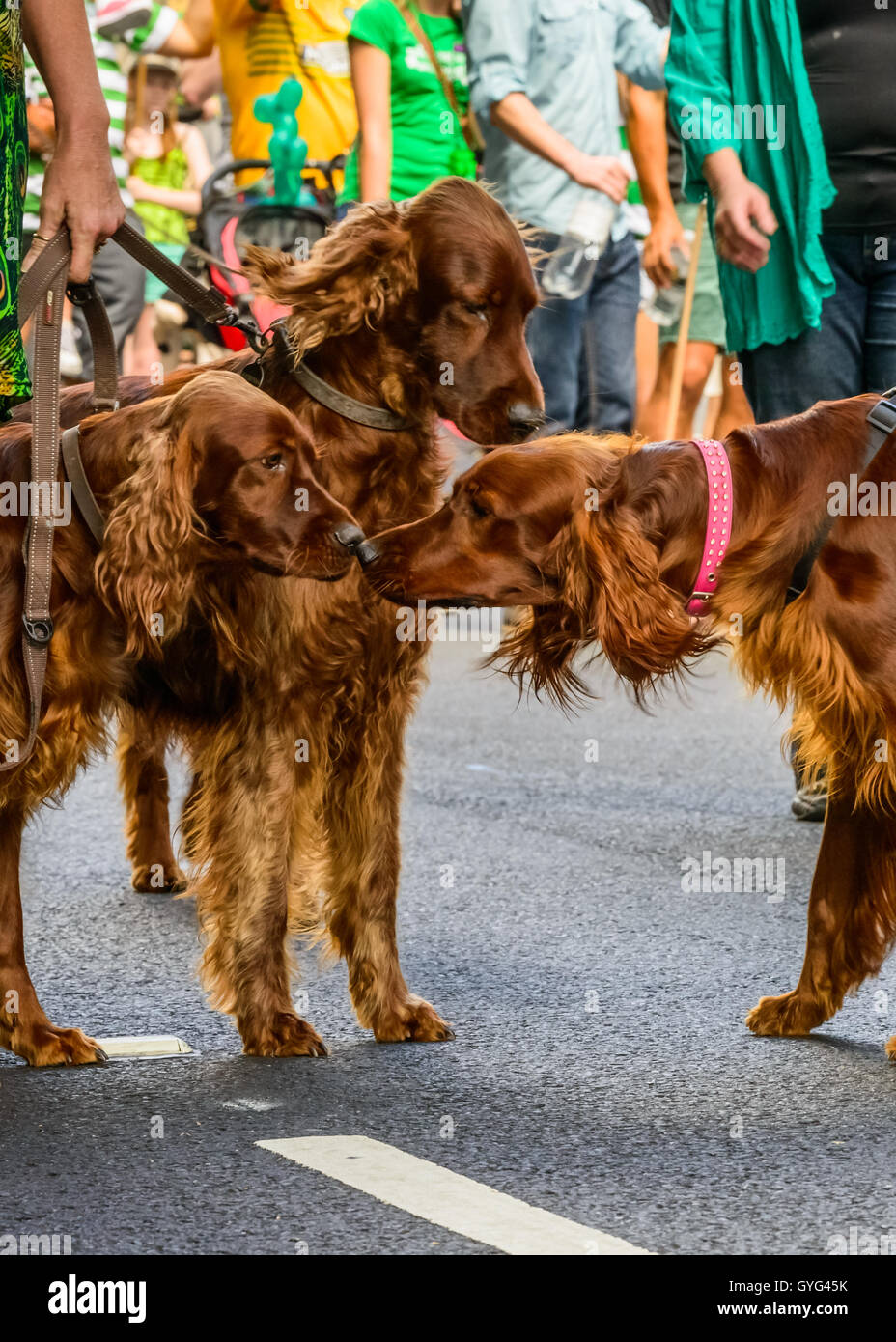 People and Irish Setters participating in Saint Patrick's Day parade ...