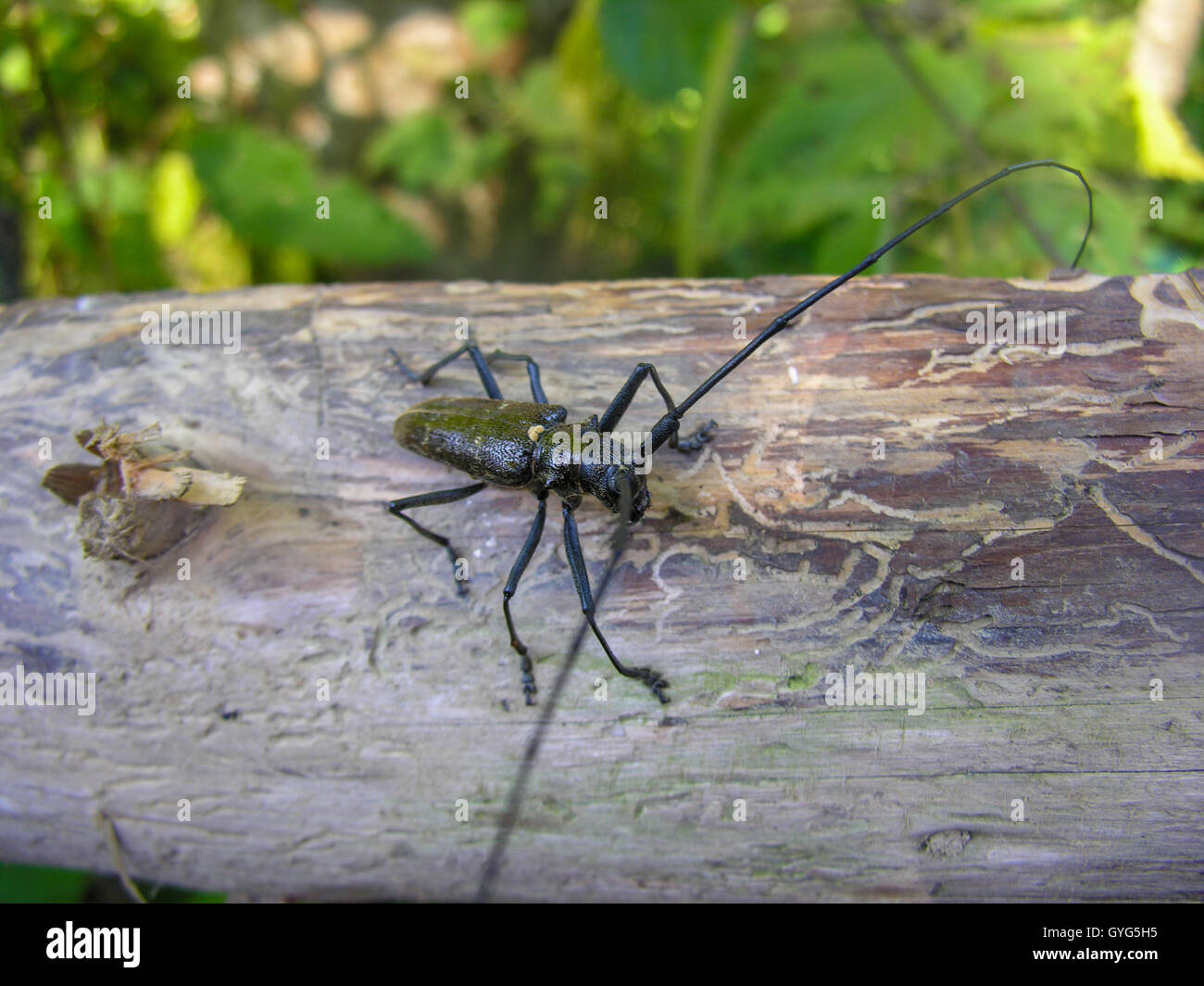 Beetle foot hi-res stock photography and images - Alamy