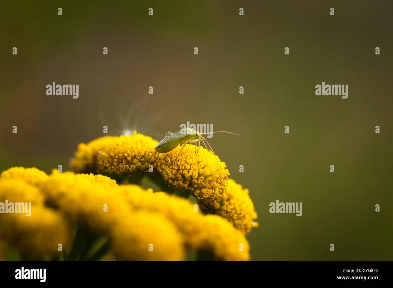 Mirid Capsid Bug Plant Bug High Resolution Stock Photography and Images ...
