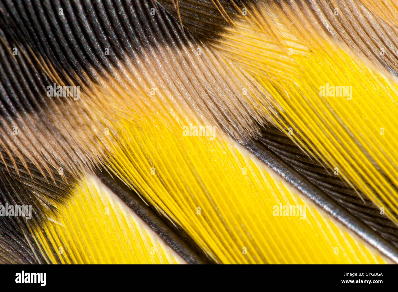 Detail of an wing hi-res stock photography and images - Alamy