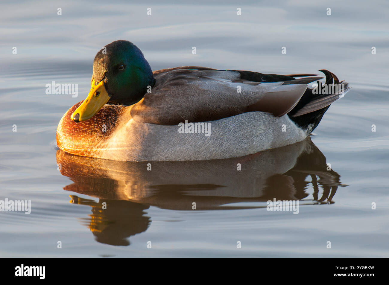 Drake Mallard (Anas platyrhynchos) adult in breeding plumage, side-lit ...
