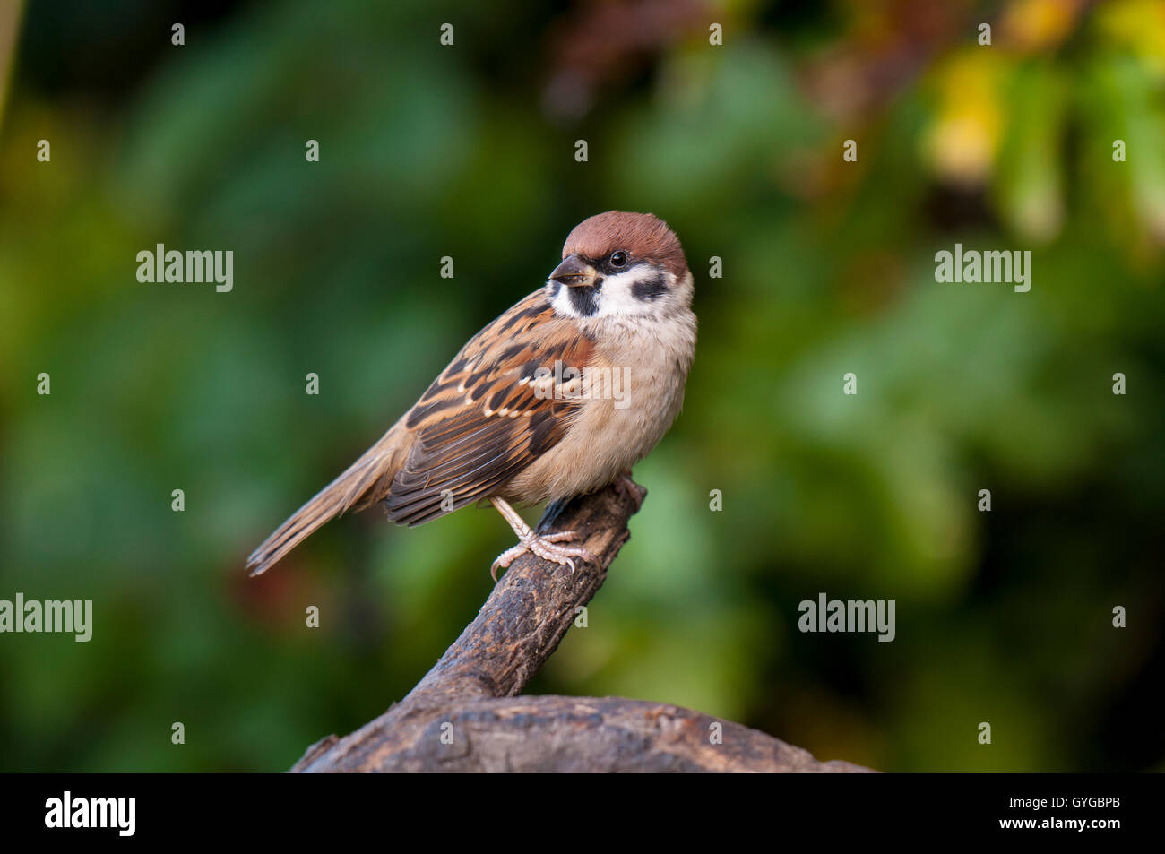Tree sparrow (Passer montanus) adult perched on a branch at RSPB ...