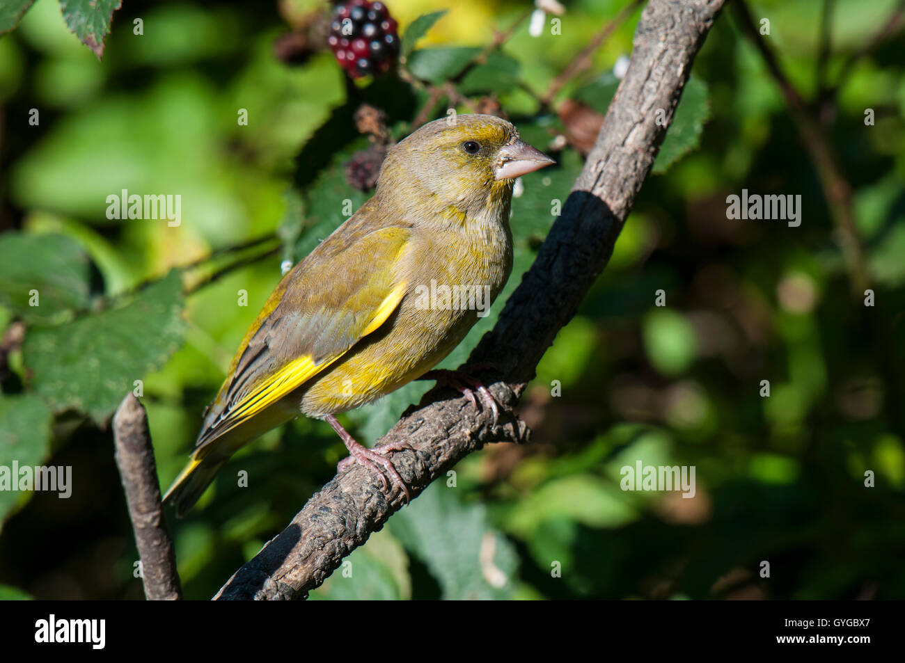 Greenfinch (Carduelis chloris) adult male perched on a branch with ...