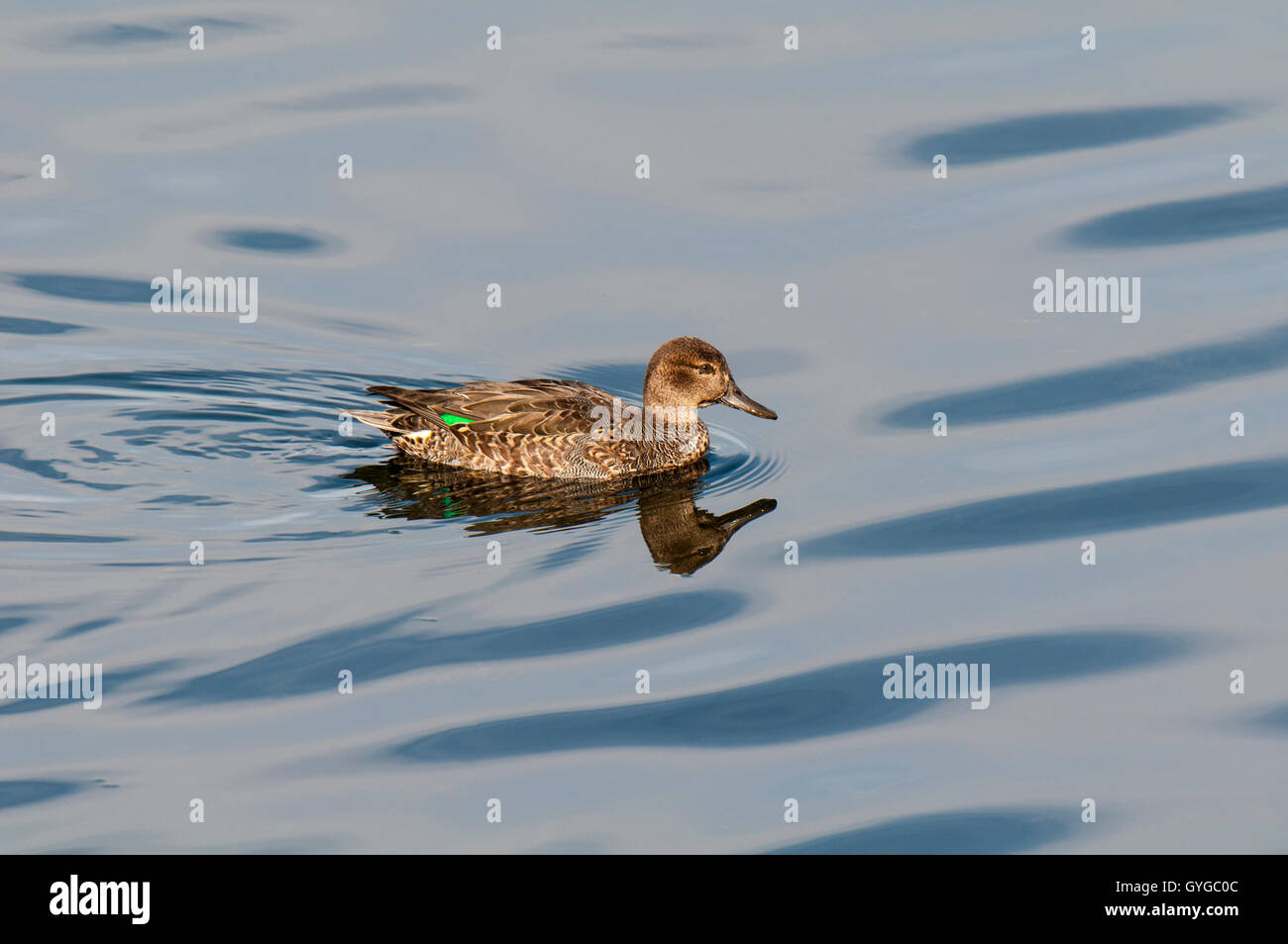 Teal (Anas crecca) adult female swimming at RSPB Fairburn Ings ...
