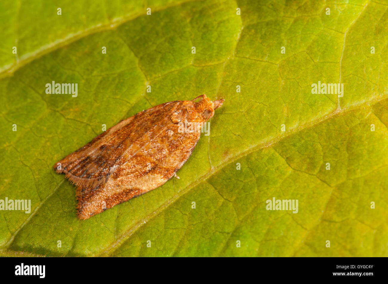Apple moth hi-res stock photography and images - Alamy