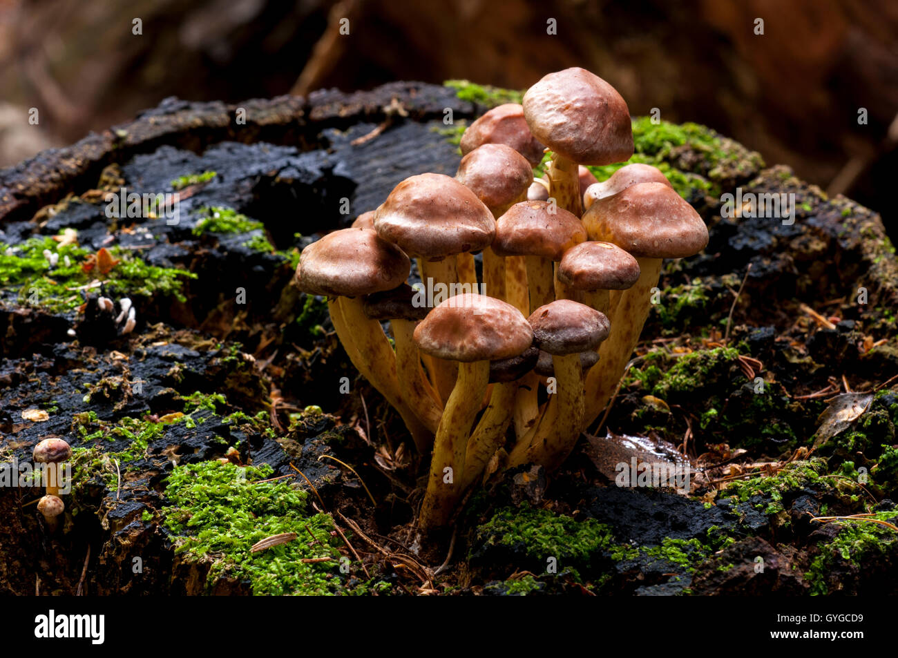 Fruiting bodies of brick tuft fungus (Hypholoma lateritium) growing on ...