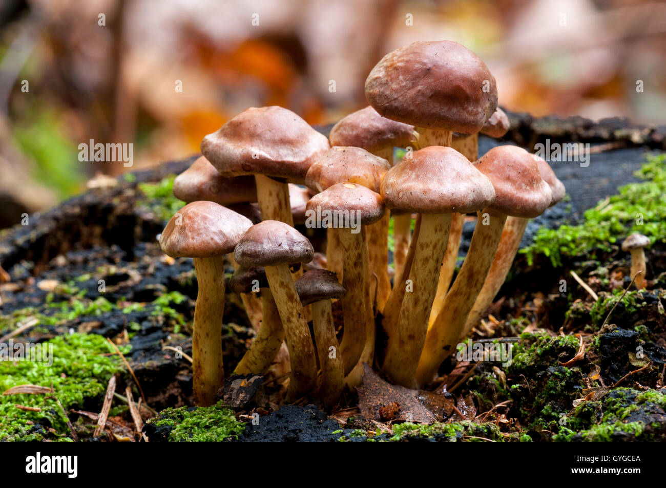 Fruiting bodies of brick tuft fungus (Hypholoma lateritium) growing on ...