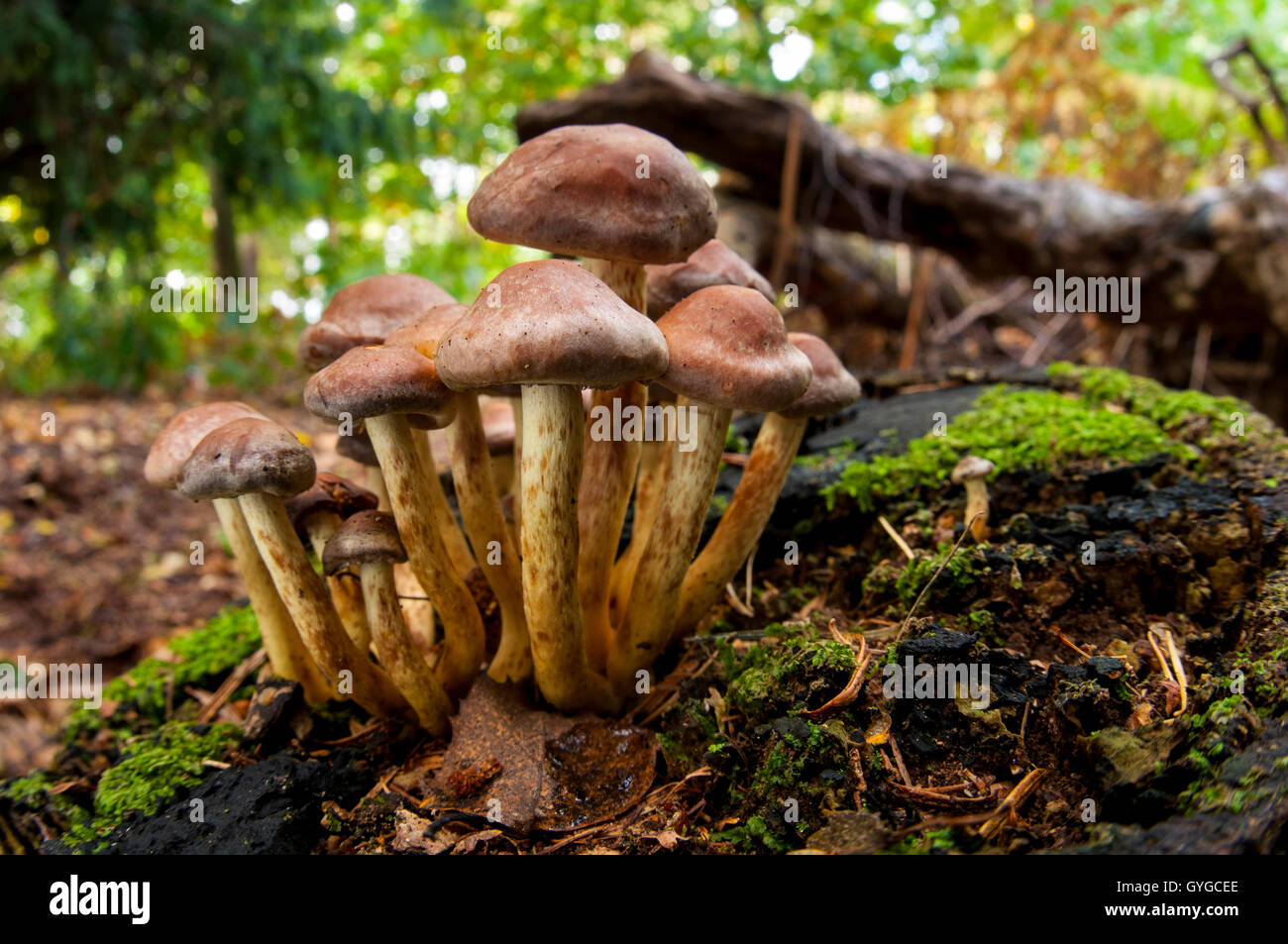 Fruiting bodies of brick tuft fungus (Hypholoma lateritium) growing on ...