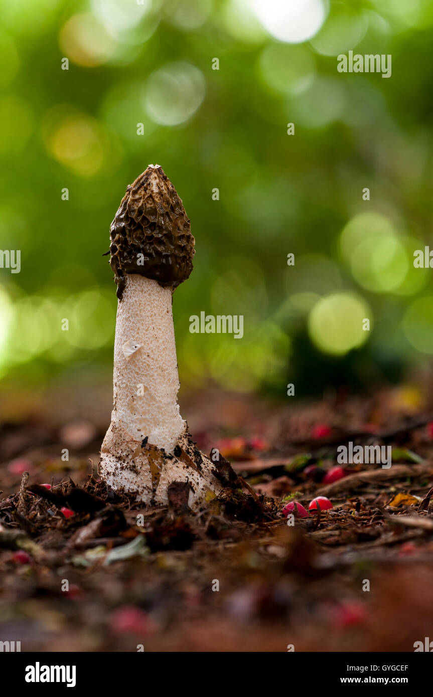 Stinkhorn fungus hi-res stock photography and images - Alamy