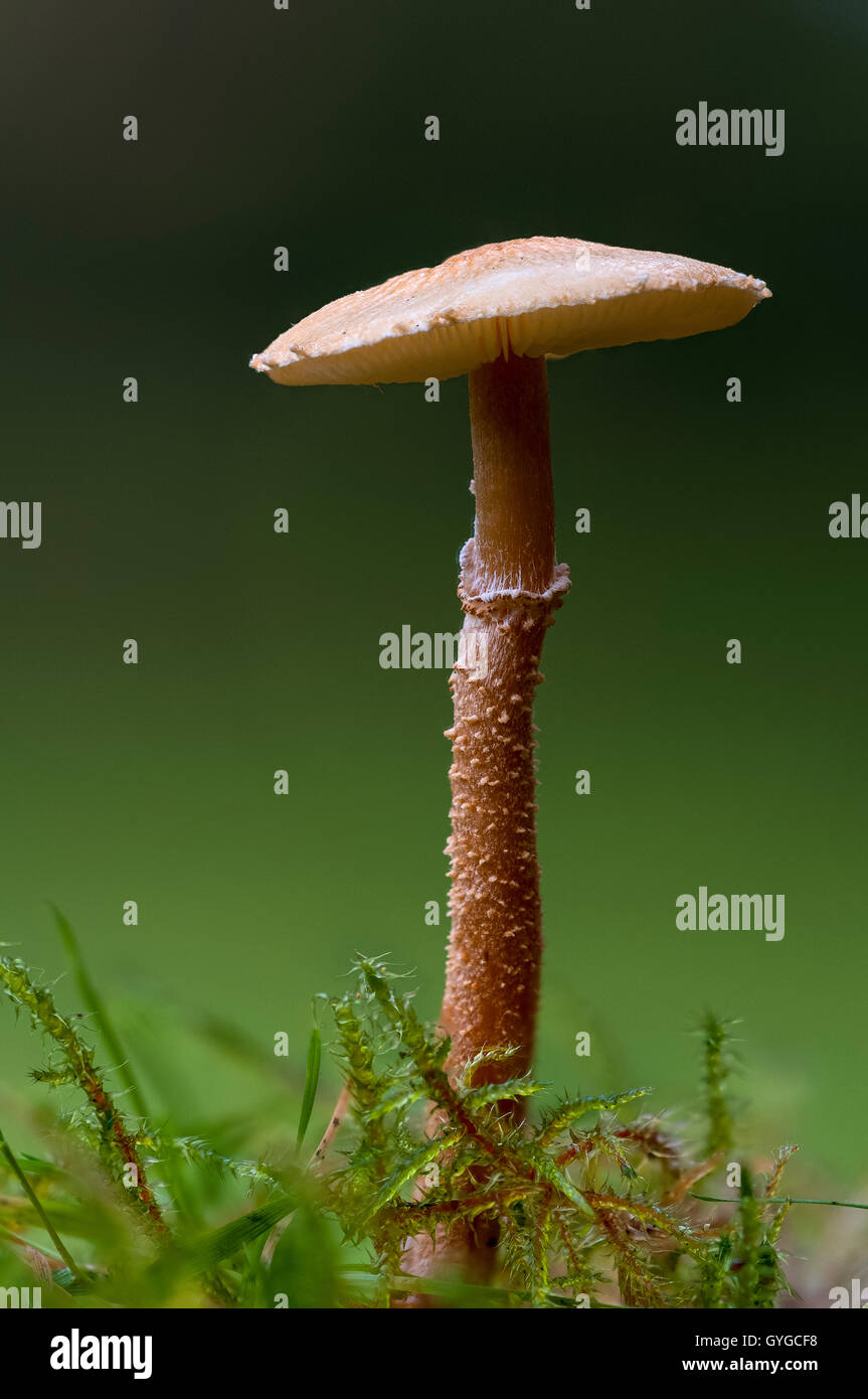 A fruiting body of earthy powdercap fungus (Cystoderma amianthinum ...