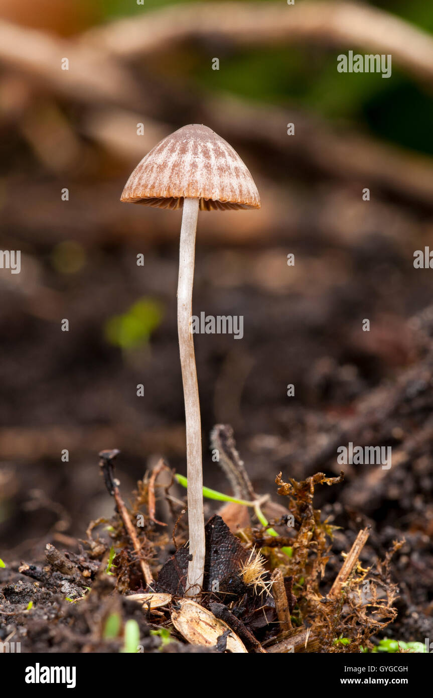 Conocybe Filaris