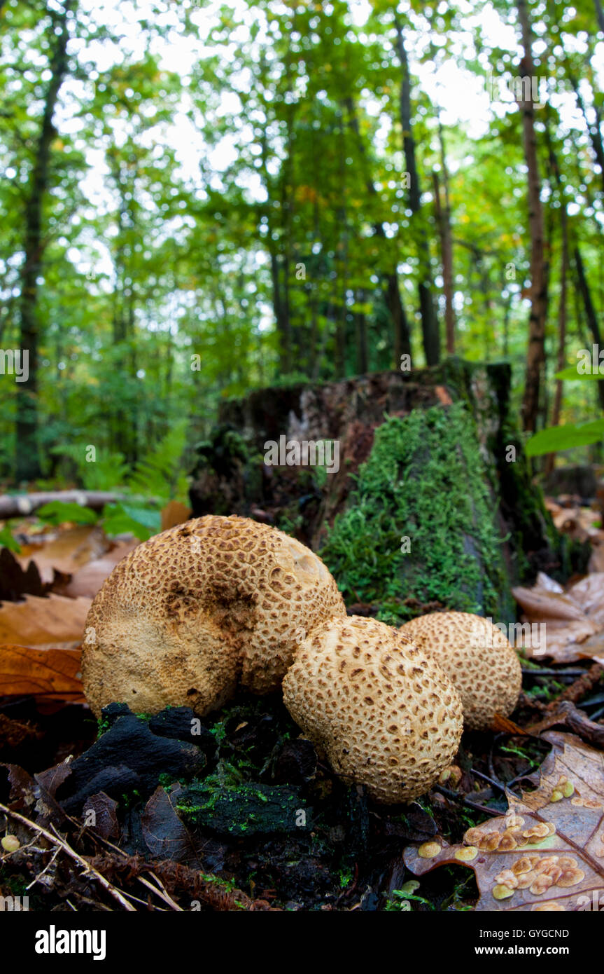 Fruiting bodies of common earthball fungus (Scleroderma citrinum ...