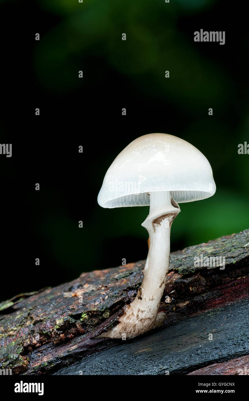 Porcelain fungus fruiting body hi-res stock photography and images - Alamy