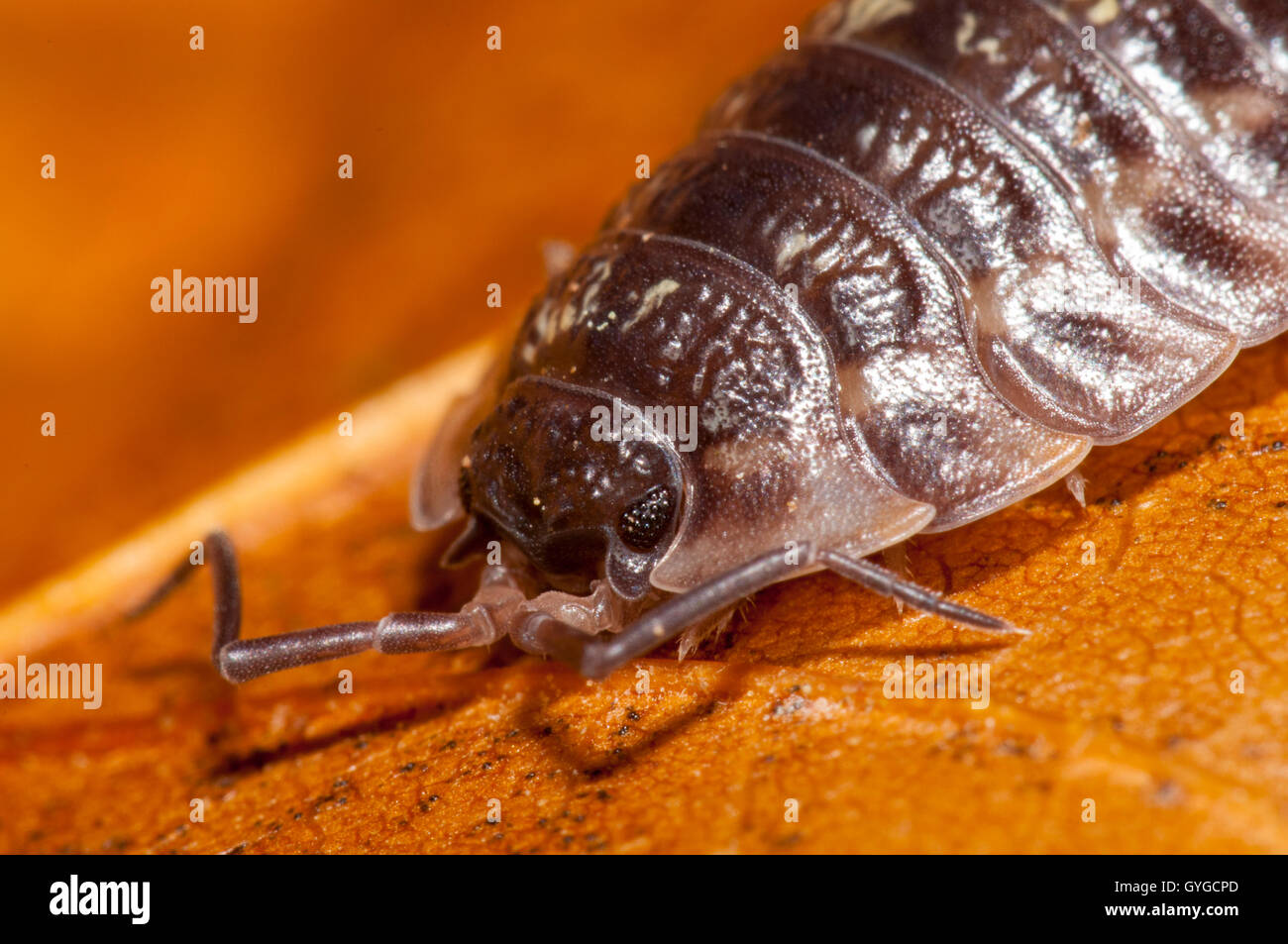 A common shiny woodlouse (Oniscus asellus) walking across an autumn ...