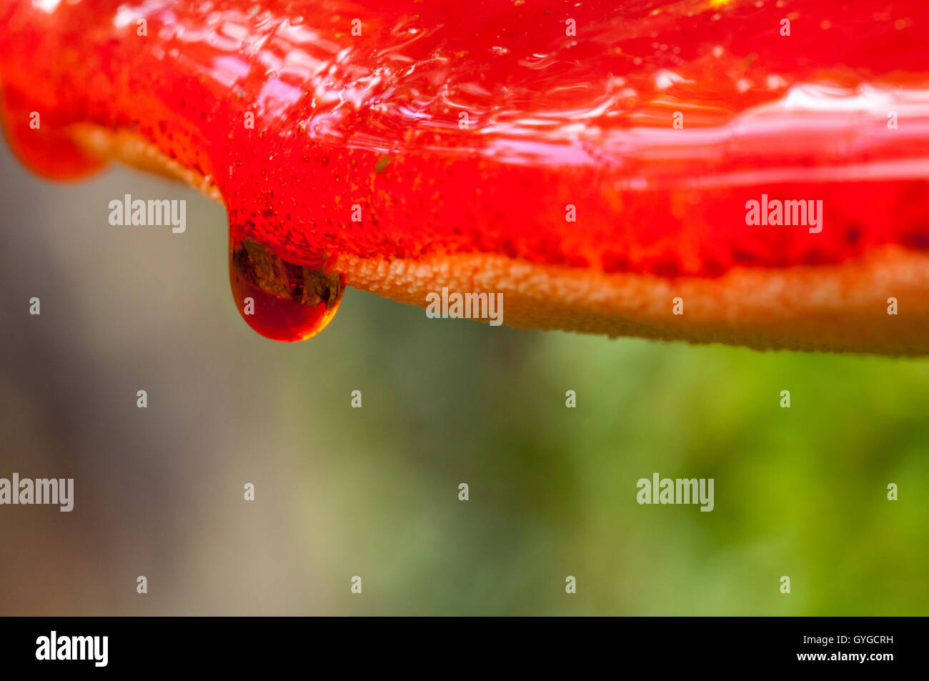 Close-up on the drops of "blood" trickling over the edge of a beefsteak ...
