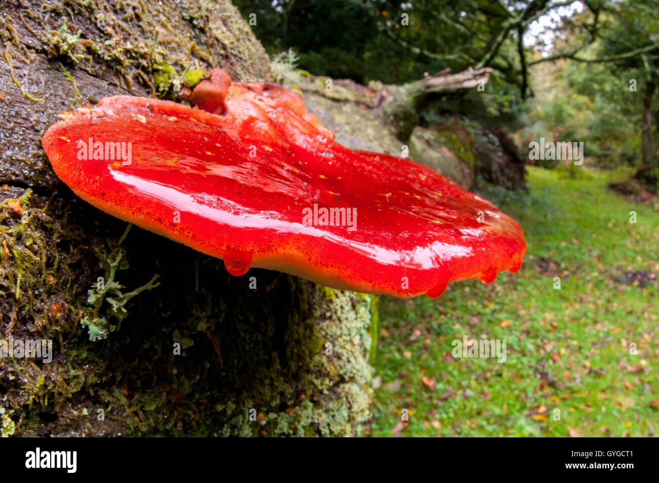 Fistulina hepatica hi-res stock photography and images - Alamy