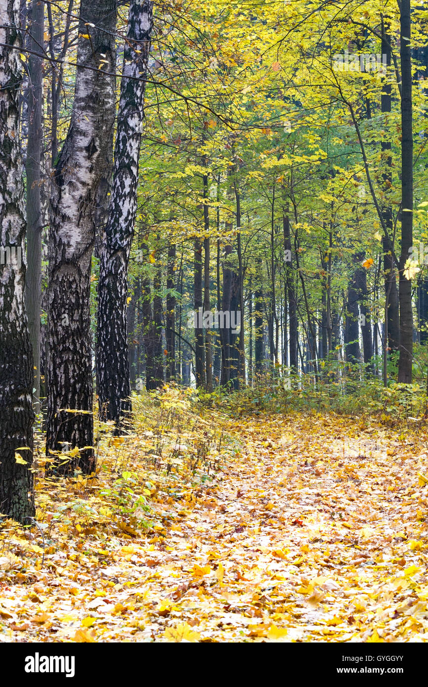 Forest floor carpet in leaves hi-res stock photography and images - Alamy