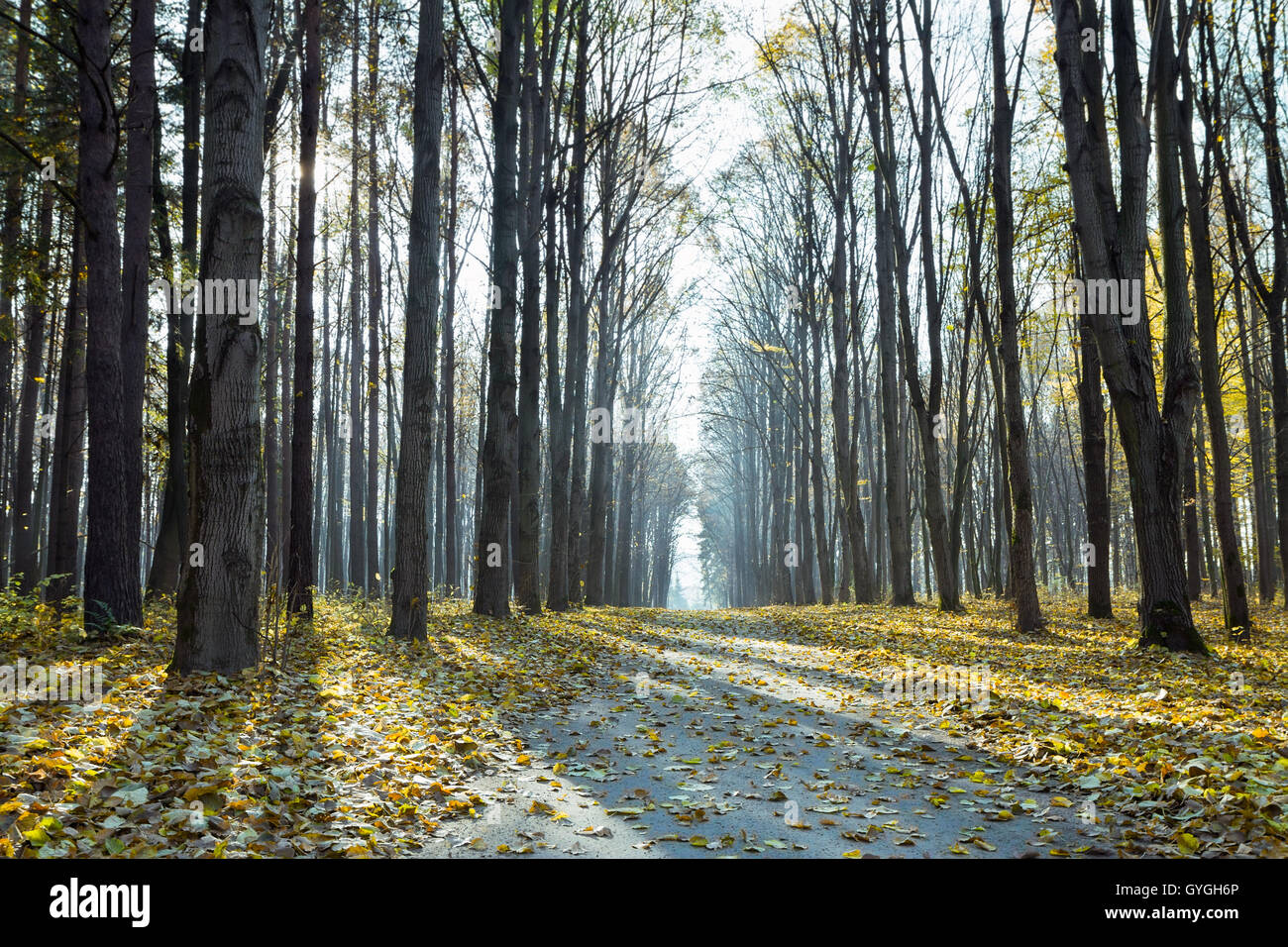 Pathway in the fall park Stock Photo - Alamy