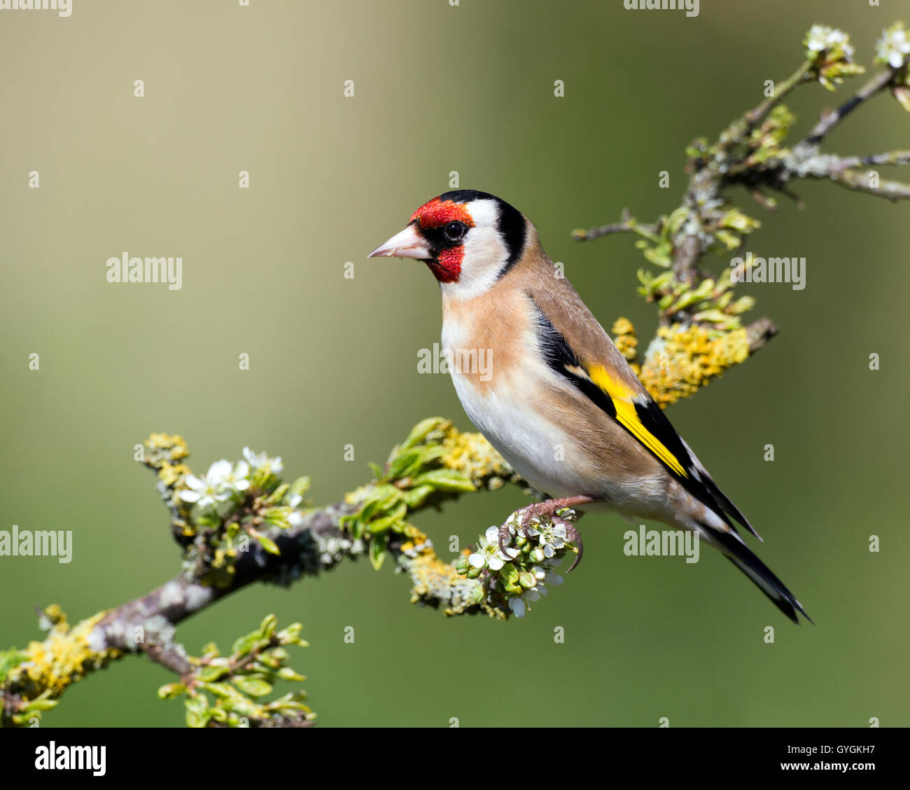 Goldfinch (Carduelis carduelis),spring, Wales,uk Stock Photo - Alamy