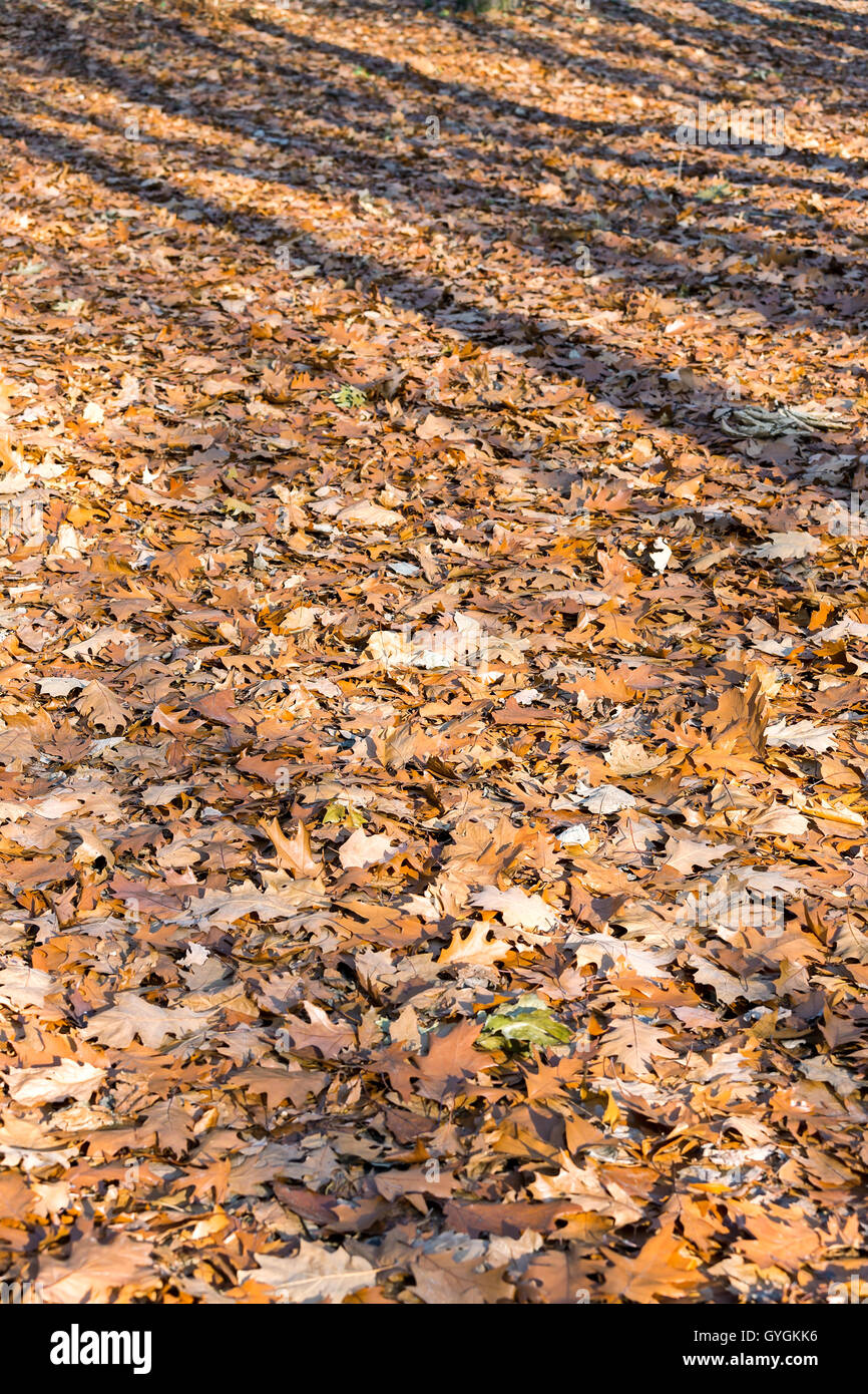 Forest floor texture hi-res stock photography and images - Alamy