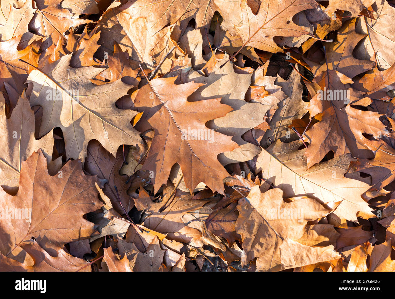 Dry fallen leaves natural abstract background texture Stock Photo - Alamy