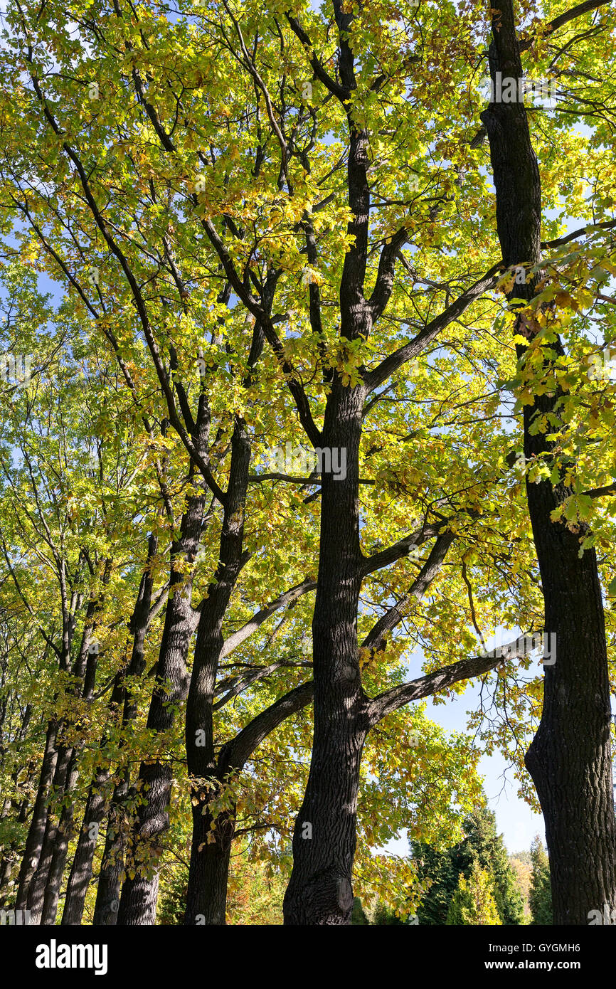 High park leaf hi-res stock photography and images - Alamy