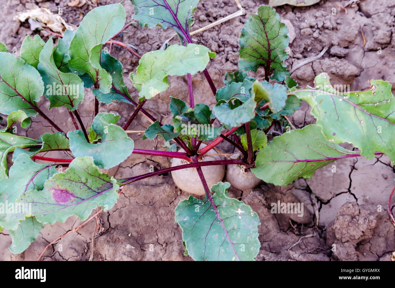 Organic farming of beetroot with crops in the vegetable garden, Zavet ...