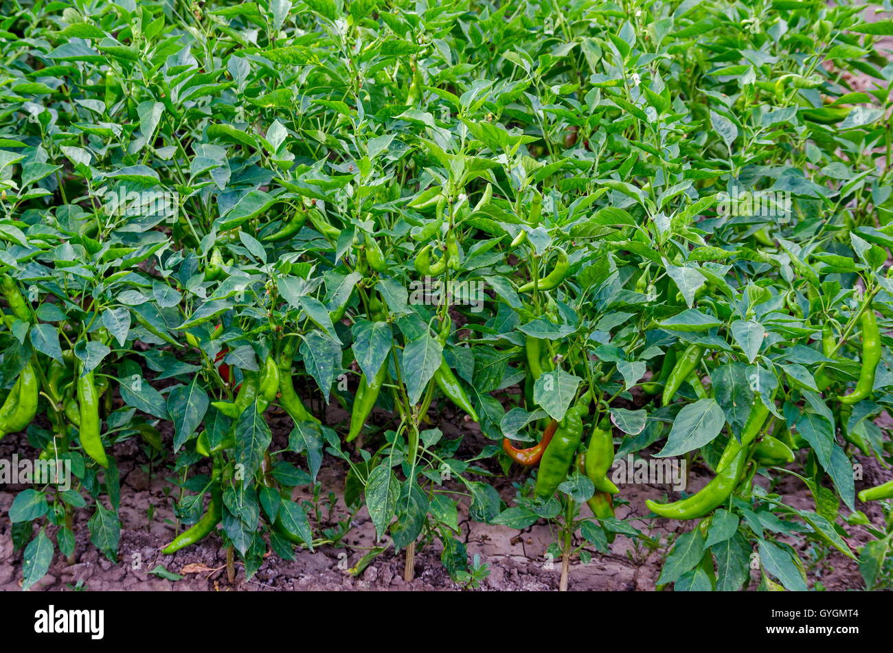 Organic farming of pepper with crops green peppers in the vegetable ...