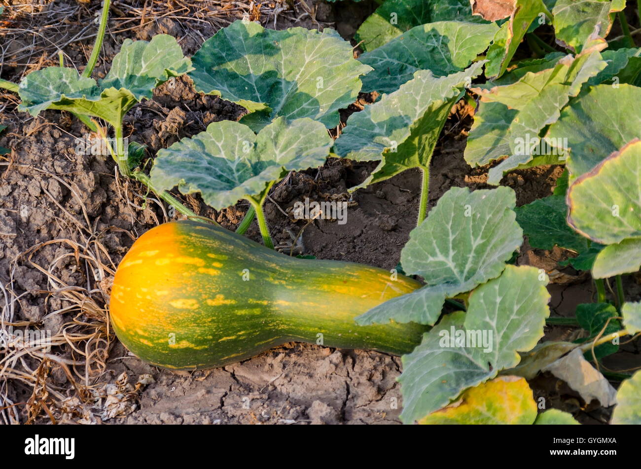 Violin pumpkin bed with crops in yellow and green color at vegetable ...