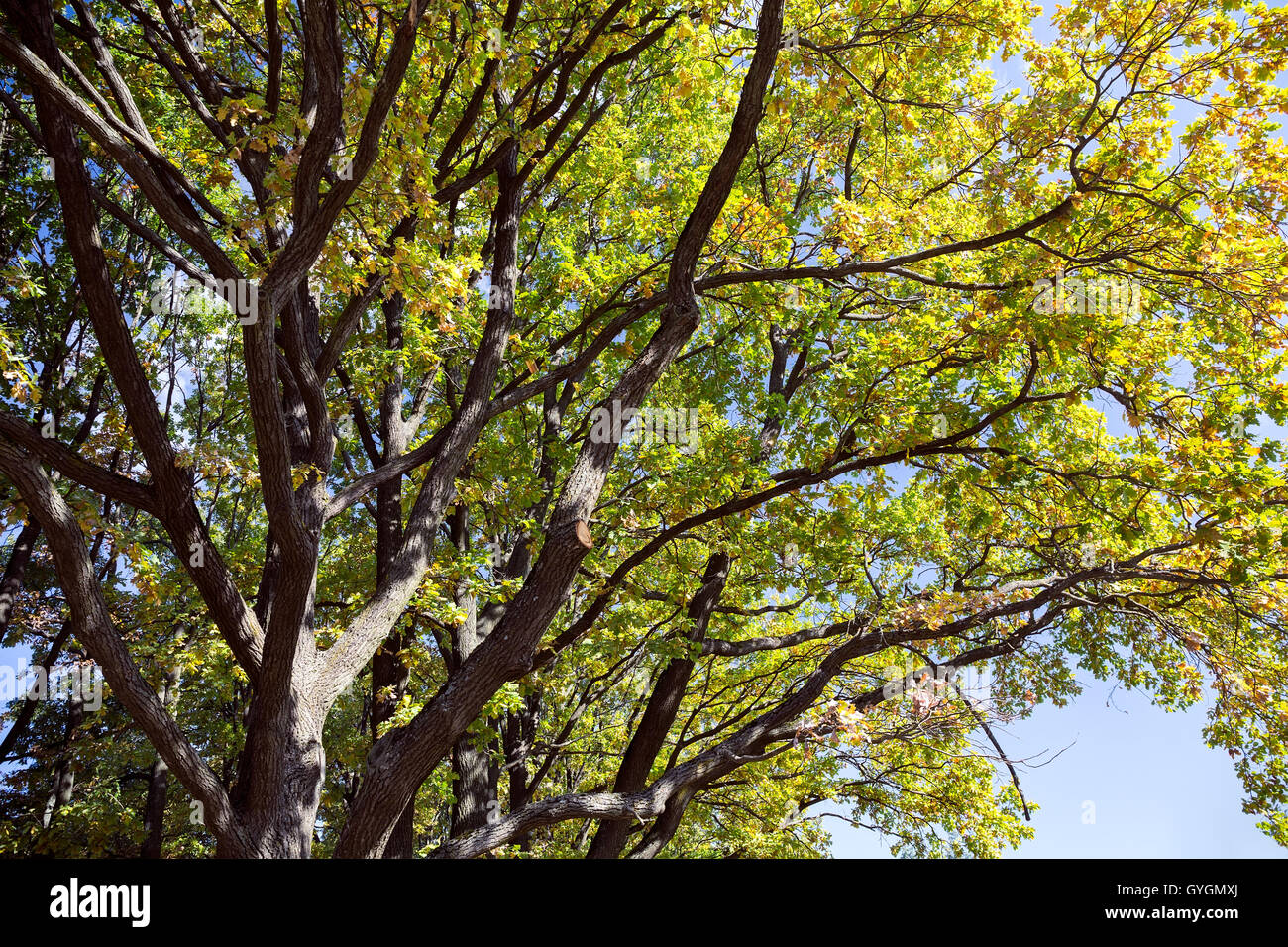 Fall tree hi-res stock photography and images - Alamy