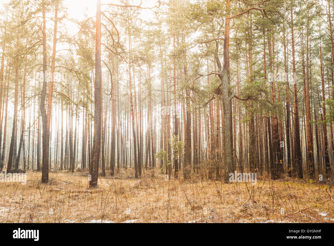 Natural view misty forest hi-res stock photography and images - Alamy