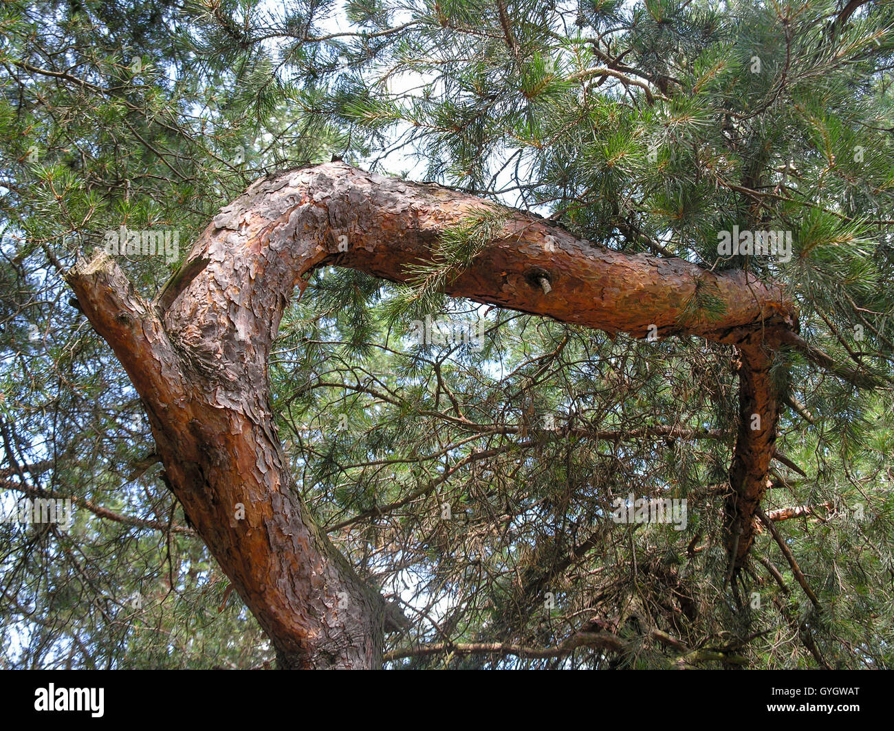 Bizarrely curved pine trunk Stock Photo - Alamy